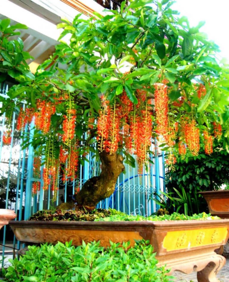 Cây lộc vừng: đặc điểm, tác dụng, ý nghĩa phong thủy và cách chăm sóc