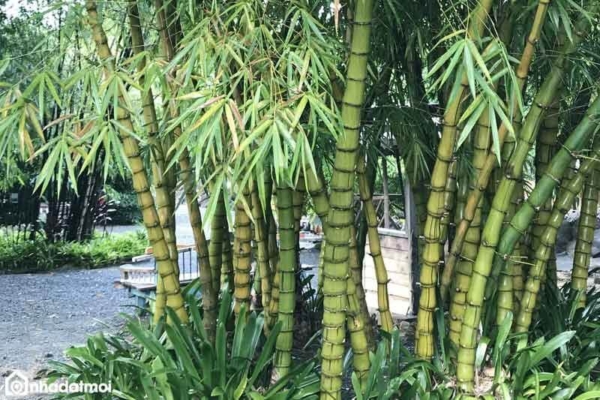 Top các loại cây trúc cảnh đẹp, được yêu thích hiện nay