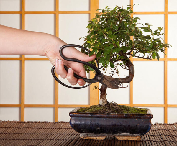 Hướng dẫn tạo dáng cây cảnh chi tiết, đơn giản