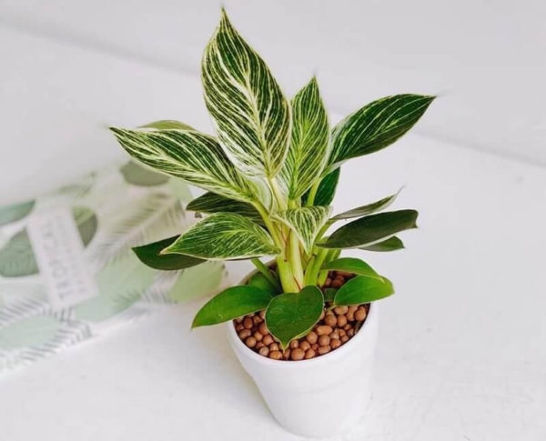 Cây Trầu Bà: Đặc điểm, nguồn gốc, phân loại, tác dụng, cách trồng ...