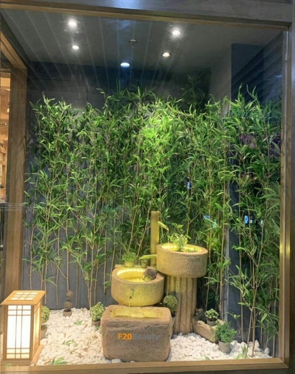 Top các loại cây trúc cảnh đẹp, được yêu thích hiện nay