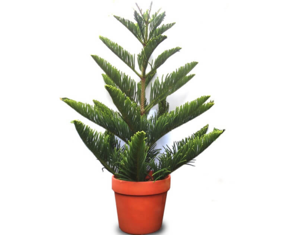 Cây tùng bách: đặc điểm, tác dụng, cách trồng và chăm sóc