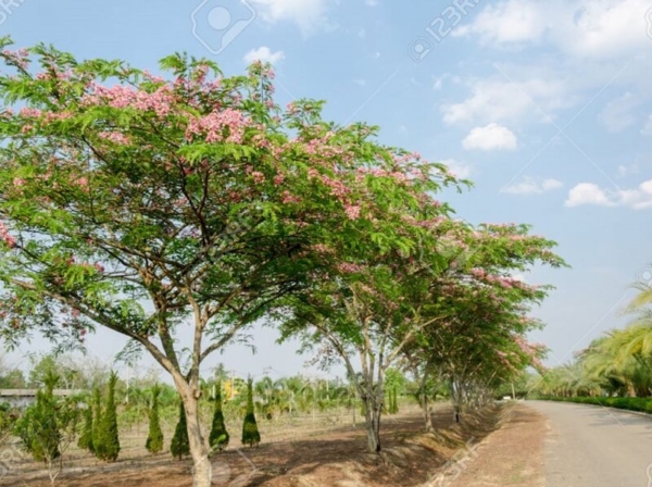 Cây móng bò: đặc điểm, tác dụng và cách chăm sóc