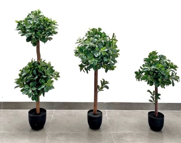 Cây ngâu: đặc điểm, ý nghĩa và cách chăm sóc cây luôn xanh tốt
