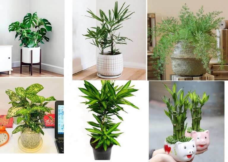 Cây trúc quân tử: đặc điểm, ý nghĩa, cách trồng và chăm sóc