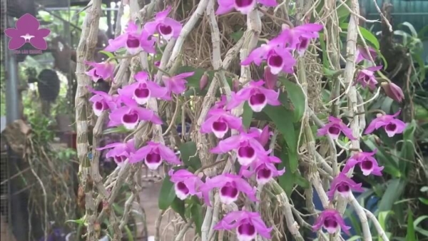 【Khám phá】Tên các loài hoa lan màu tím đẹp, thơm ngát | Vườn Ngọc Tân
