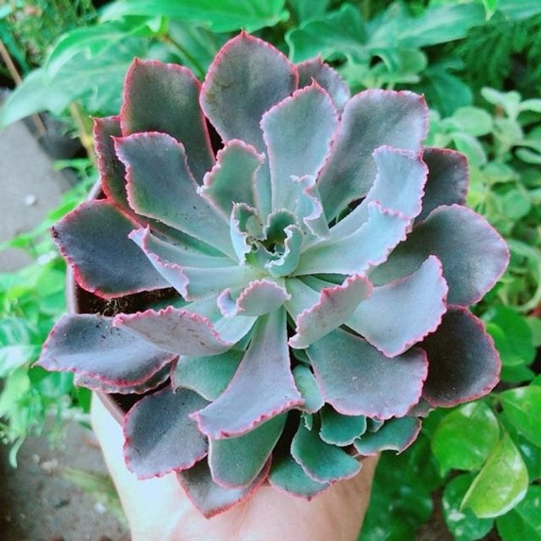 40+ các loại sen đá đẹp, phổ biến và dễ trồng ở Việt Nam | Vườn Ngọc Tân