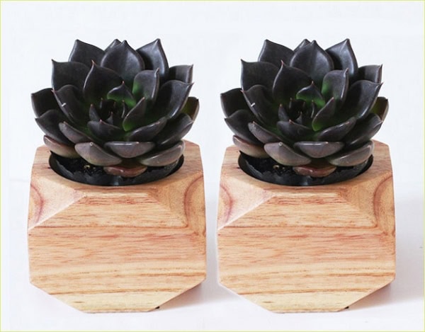 40+ các loại sen đá đẹp, phổ biến và dễ trồng ở Việt Nam | Vườn Ngọc Tân