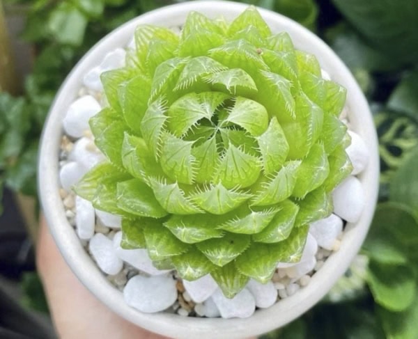 40+ các loại sen đá đẹp, phổ biến và dễ trồng ở Việt Nam | Vườn Ngọc Tân