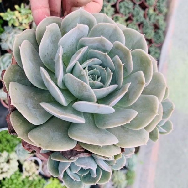 【Top 18】Cây để bàn trong nhà dễ trồng, đẹp, hợp phong thủy