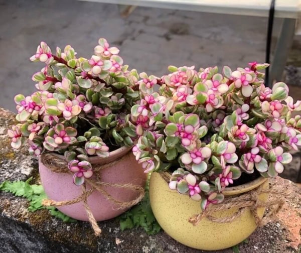 40+ các loại sen đá đẹp, phổ biến và dễ trồng ở Việt Nam | Vườn Ngọc Tân