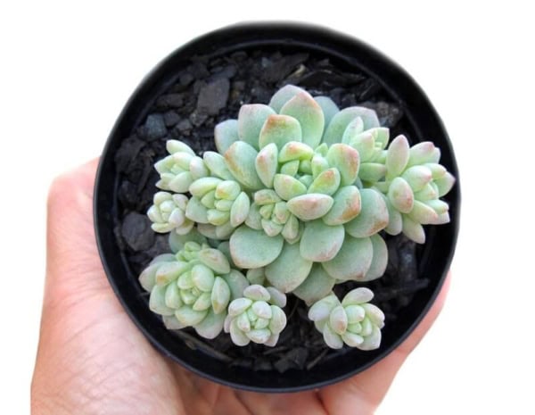 40+ các loại sen đá đẹp, phổ biến và dễ trồng ở Việt Nam | Vườn Ngọc Tân