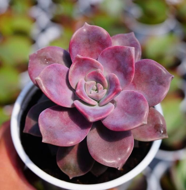 40+ các loại sen đá đẹp, phổ biến và dễ trồng ở Việt Nam | Vườn Ngọc Tân