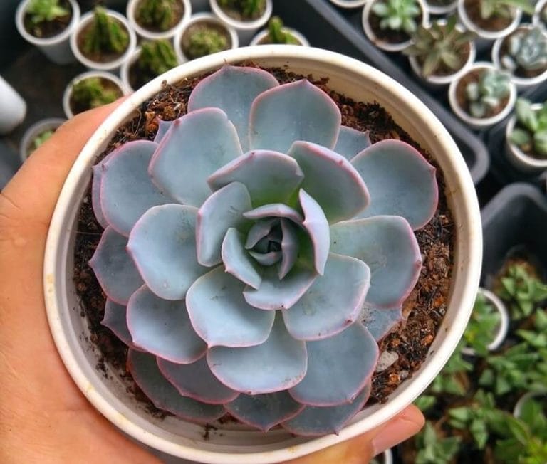 40+ các loại sen đá đẹp, phổ biến và dễ trồng ở Việt Nam | Vườn Ngọc Tân