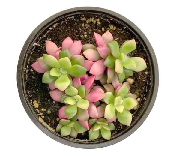 40+ các loại sen đá đẹp, phổ biến và dễ trồng ở Việt Nam | Vườn Ngọc Tân