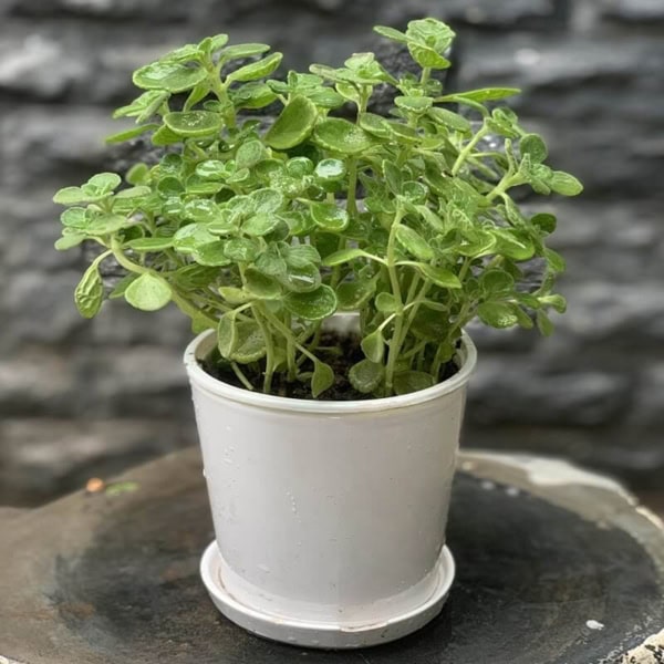 40+ các loại sen đá đẹp, phổ biến và dễ trồng ở Việt Nam | Vườn Ngọc Tân