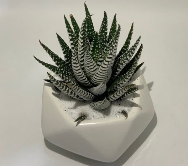 40+ các loại sen đá đẹp, phổ biến và dễ trồng ở Việt Nam | Vườn Ngọc Tân