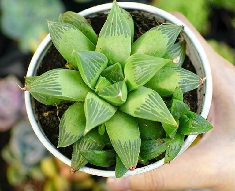 40+ các loại sen đá đẹp, phổ biến và dễ trồng ở Việt Nam | Vườn Ngọc Tân