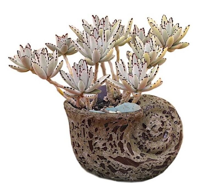 40+ các loại sen đá đẹp, phổ biến và dễ trồng ở Việt Nam | Vườn Ngọc Tân