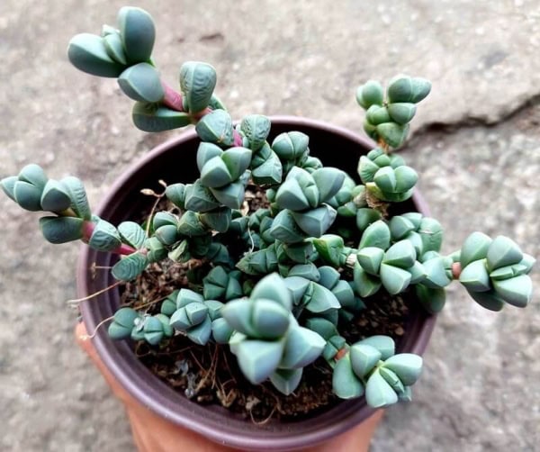 40+ các loại sen đá đẹp, phổ biến và dễ trồng ở Việt Nam | Vườn Ngọc Tân