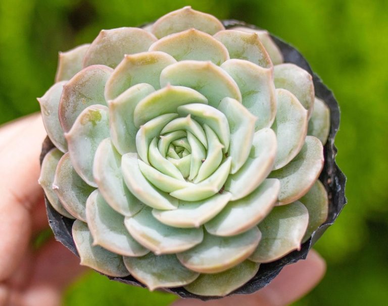 40+ các loại sen đá đẹp, phổ biến và dễ trồng ở Việt Nam | Vườn Ngọc Tân