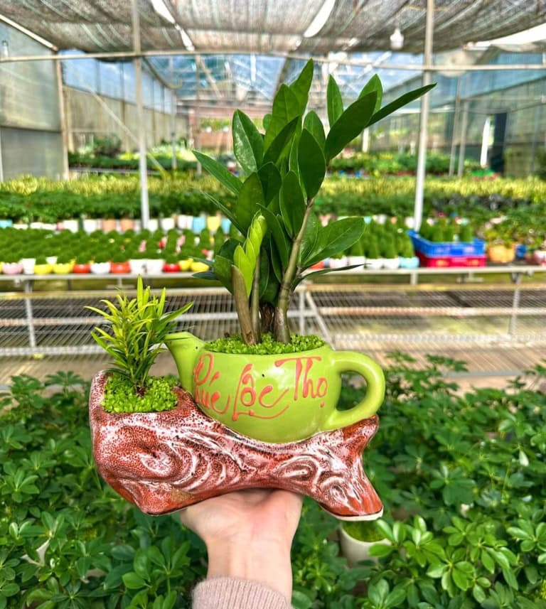 7 Các loại cây phát tài: Biểu tượng của tài lộc & may mắn | Vườn Ngọc Tân