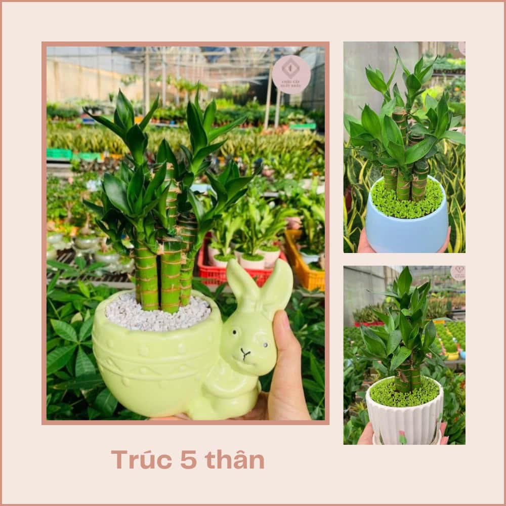 Cây trúc cảnh mini | Vườn Ngọc Tân