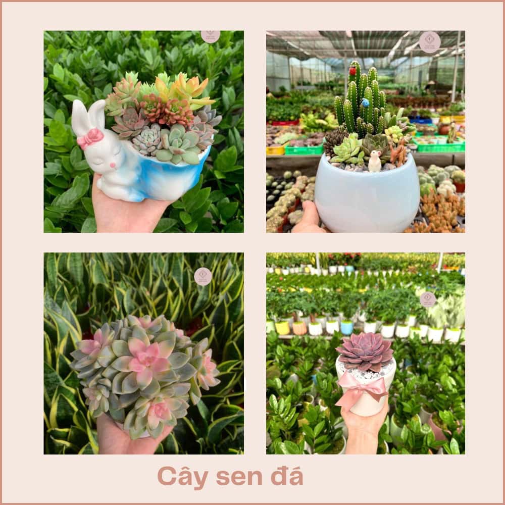 Chậu sen đá mini | Vườn Ngọc Tân