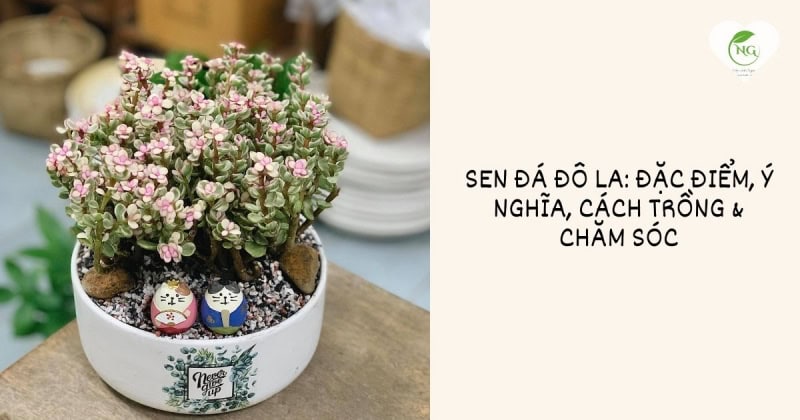 Sen Đá Đô La: đặc điểm, ý nghĩa, cách trồng & chăm sóc