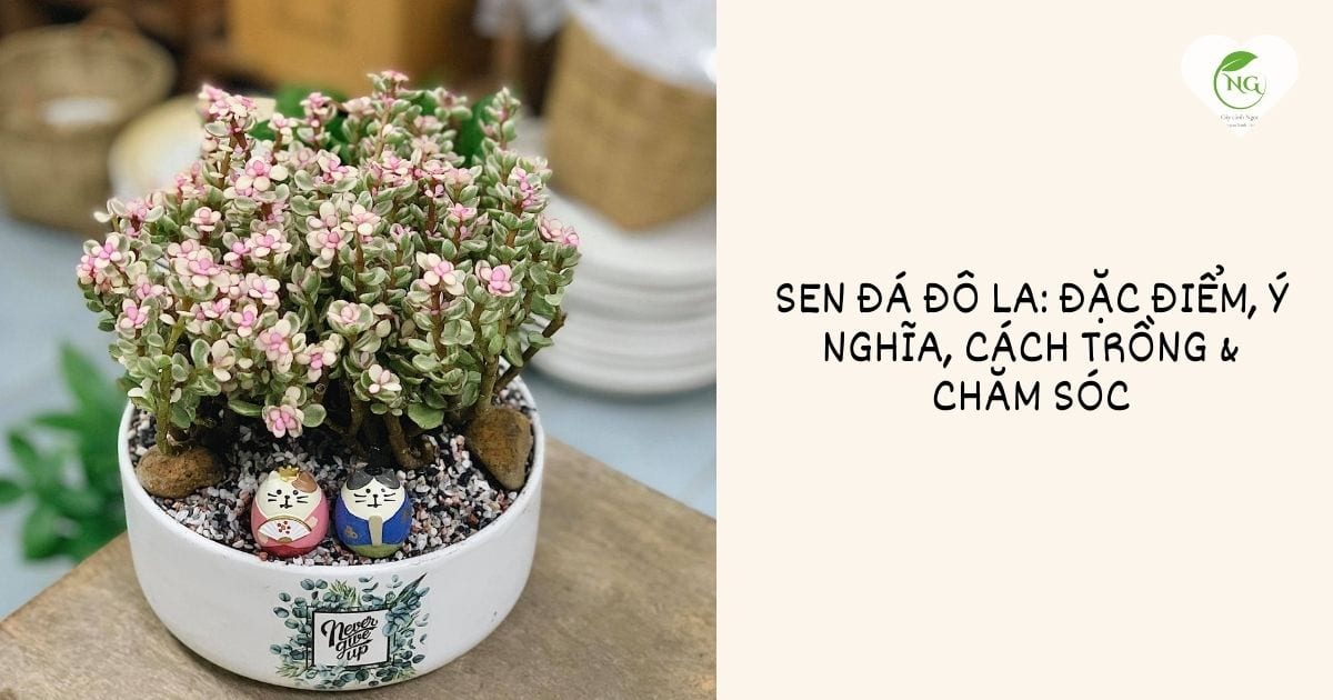 Sen Đá Đô La: đặc điểm, ý nghĩa, cách trồng & chăm sóc