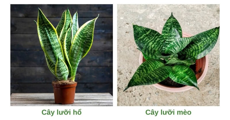 Cây lưỡi mèo: đặc điểm, ý nghĩa, cách trồng & chăm sóc