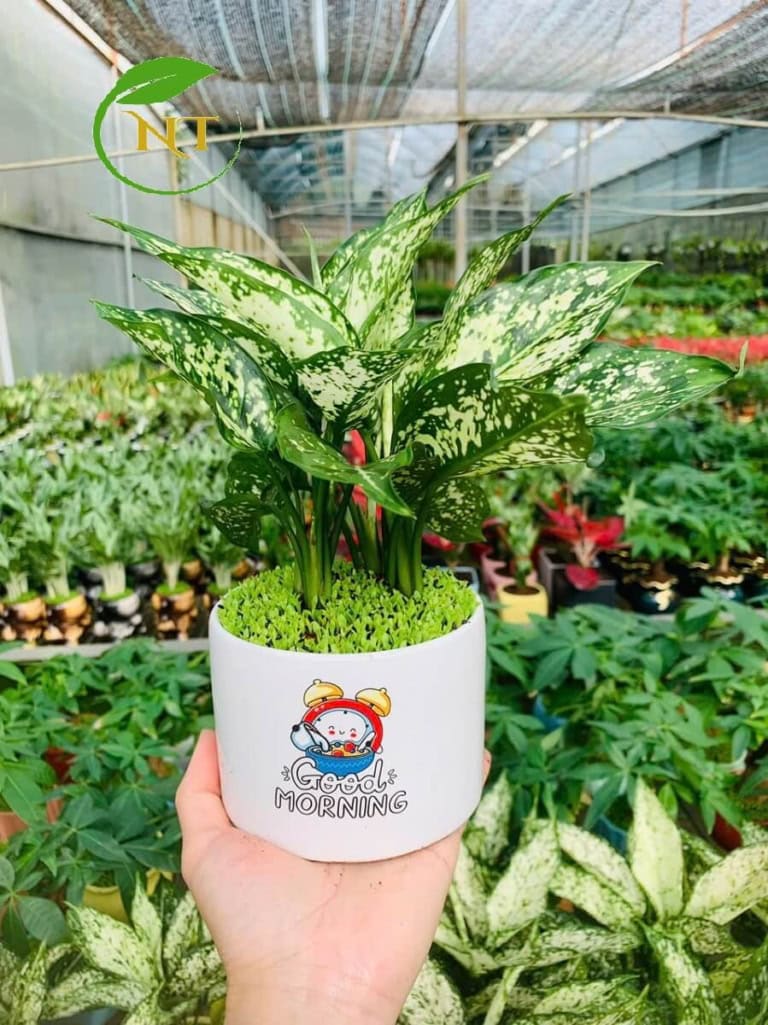 Cây ngọc ngân: Đặc điểm, ý nghĩa, cách trồng & chăm sóc