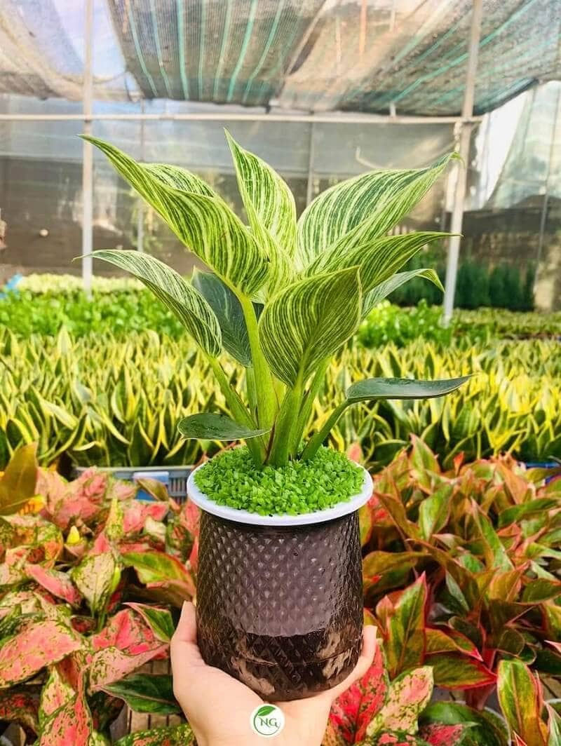 Hướng dẫn cách trồng trầu bà - Giúp cây luôn xanh tốt, thu hút tài lộc ...